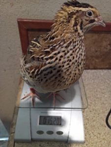 Selectively Breeding Coturnix Quail - Backyard Poultry